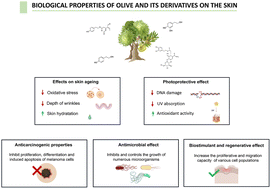 Biological effects of the olive tree and its derivatives on the skin ...