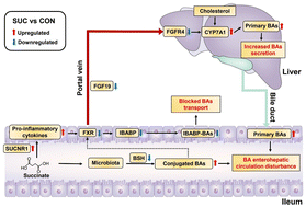 Succinate communicates pro-inflammatory signals to the host and ...