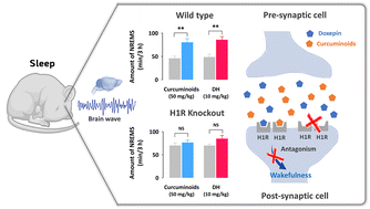 Curcuminoids, a major turmeric component, have a sleep-enhancing effect ...