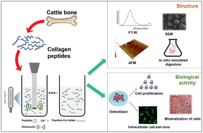Preparation of a cattle bone collagen peptide–calcium chelate by the ...