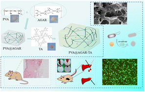 An agar–polyvinyl alcohol hydrogel loaded with tannic acid with ...