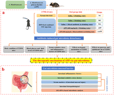 Hypoglycemic effect of the polysaccharides from Astragalus membranaceus ...