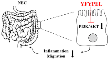 The casein-derived peptide YFYPEL alleviates intestinal epithelial cell ...