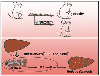 Hawthorn or semen cassiae-alleviated high-fat diet-induced hepatic ...