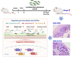 Lactobacillus plantarum ZJ316 alleviates ulcerative colitis by ...