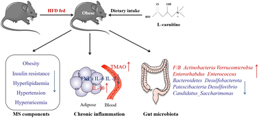 Dietary supplementation of l-carnitine ameliorates metabolic syndrome ...
