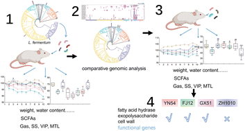 Strain-specific effect of Limosilactobacillus fermentum with distinct ...