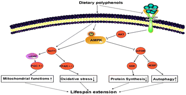 Targeting AMPK signaling by polyphenols: a novel strategy for tackling ...