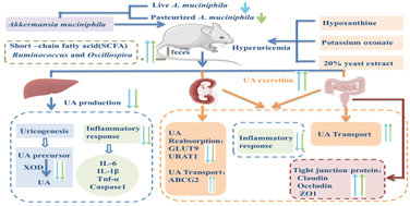 Live and pasteurized Akkermansia muciniphila attenuate hyperuricemia in ...