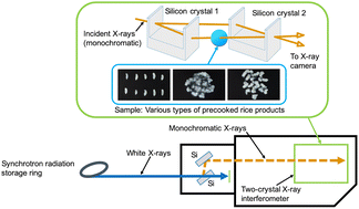 Visualizing morphological structures of rice grains in precooked ...