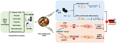 Component analysis and anti-pulmonary fibrosis effects of Rosa sterilis juice - Food & Function ...