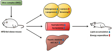 Okra (Abelmoschus esculentus L. Moench) prevents obesity by reducing ...