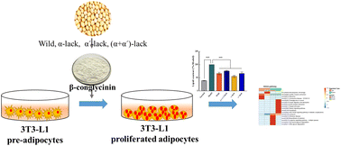 Potential functionality of β-conglycinin with subunit deficiencies: soy ...