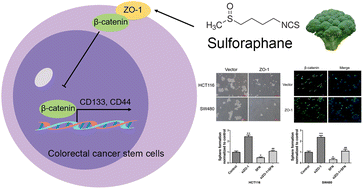 Regulation of ZO-1 on β-catenin mediates sulforaphane suppressed ...