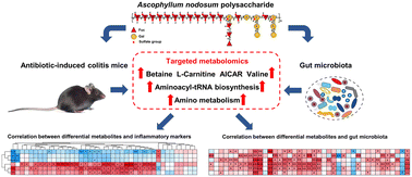 Ascophyllum nodosum polysaccharide regulates gut microbiota metabolites ...