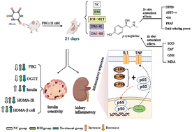 p-Synephrine ameliorates alloxan-induced diabetes mellitus through ...