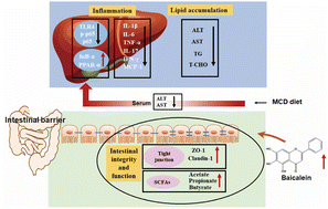 Baicalein alleviates non-alcoholic fatty liver disease in mice by ...