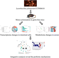 Integrative analysis of the metabolome and transcriptome reveals the ...