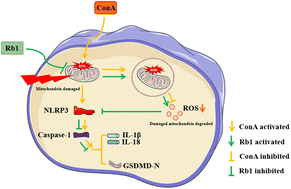 Ginsenoside Rb1 alleviated concanavalin A-induced hepatocyte pyroptosis ...