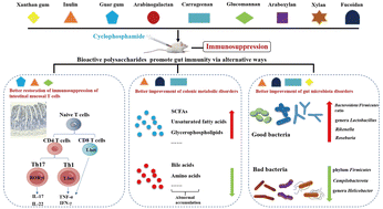 Bioactive polysaccharides promote gut immunity via different ways ...