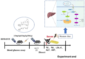 Platycodin D ameliorates hyperglycaemia and liver metabolic disturbance ...