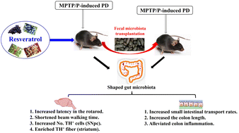 The protective role of microbiota in the prevention of MPTP/P-induced ...