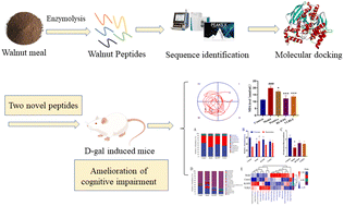 Amelioration of walnut-derived novel peptides against d-galactose ...