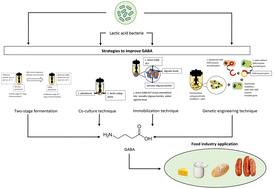 Strategies for improvement of gamma-aminobutyric acid (GABA) biosynthesis via lactic acid ...