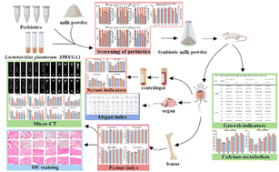 Preparation of synbiotic milk powder and its effect on calcium ...
