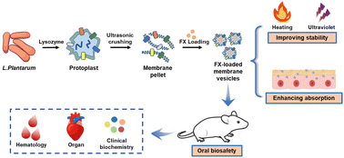 Engineering probiotics-derived membrane vesicles for encapsulating ...