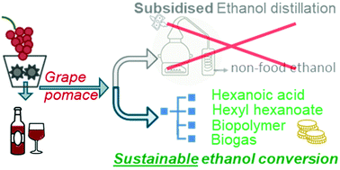 Upgrading grape pomace contained ethanol into hexanoic acid, fuel ...