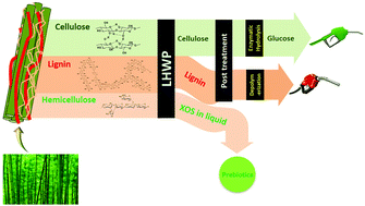 Valorization of bamboo biomass using combinatorial pretreatments ...