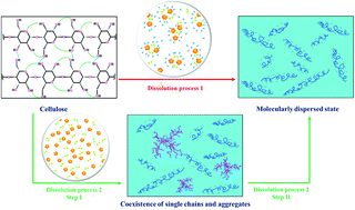 The solution state and dissolution process of cellulose in ionic-liquid ...