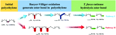 Chemical-biological degradation of polyethylene combining Baeyer ...