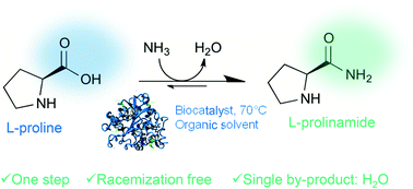 Racemization-free and scalable amidation of l-proline in organic media ...