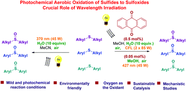 Photochemical aerobic oxidation of sulfides to sulfoxides: the crucial ...