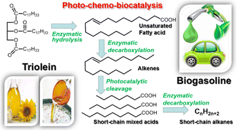 Transformation of triolein to biogasoline by photo-chemo-biocatalysis ...