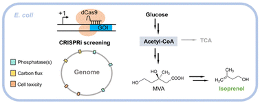 Improving isoprenol production via systematic CRISPRi screening in ...