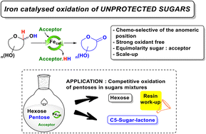 Iron-catalysed chemo-selective oxidation of unprotected sugars ...