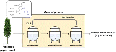 One-pot conversion of engineered poplar into biochemicals and biofuels ...