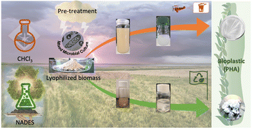 A novel sustainable PHA downstream method - Green Chemistry (RSC ...