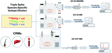 Comparison of GC-ICP-MS, GC-EI-MS and GC-EI-MS/MS for the determination of methylmercury ...