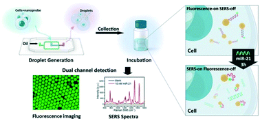 MicroRNA-21 expression in single living cells revealed by fluorescence ...
