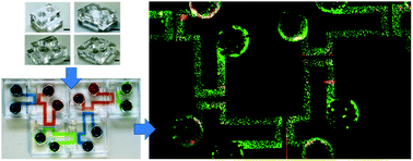 A modular microfluidic platform to enable complex and customisable in ...