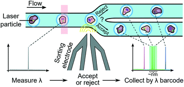 Laser particle activated cell sorting in microfluidics - Lab on a Chip (RSC Publishing)
