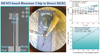 High sensitivity label-free detection of HER2 using an Al–GaN/GaN high electron mobility ...