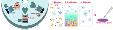 A fully automated primary neuron purification system using continuous ...