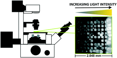 Microscope-based light gradient generation for quantitative growth ...