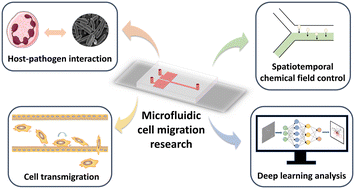 Recent advances in microfluidics-based cell migration research - Lab on ...