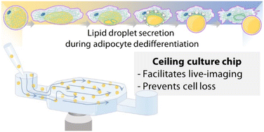 Ceiling culture chip reveals dynamic lipid droplet transport during ...
